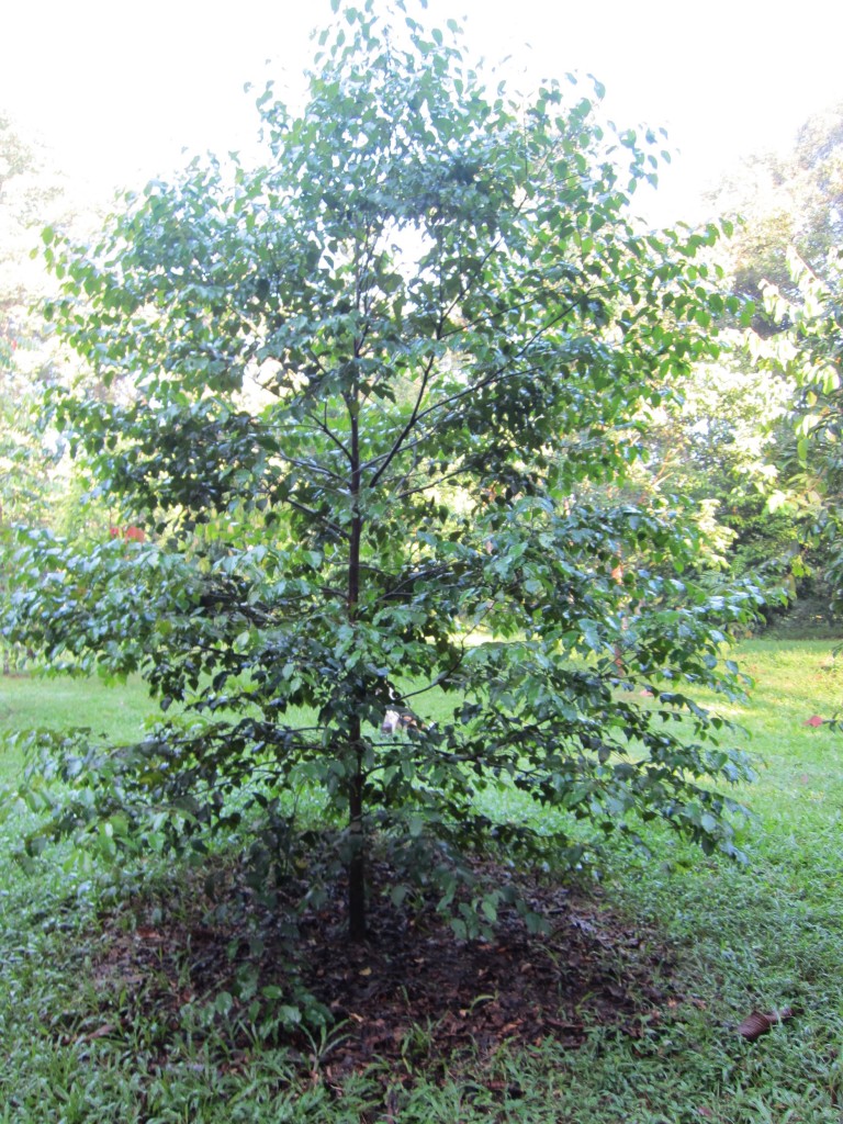 Genus Hopea | Rimbun Dahan