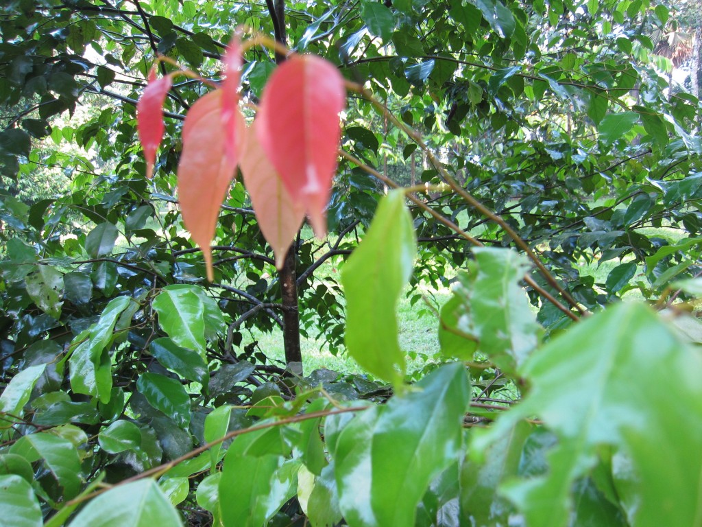 Genus Hopea – Rimbun Dahan