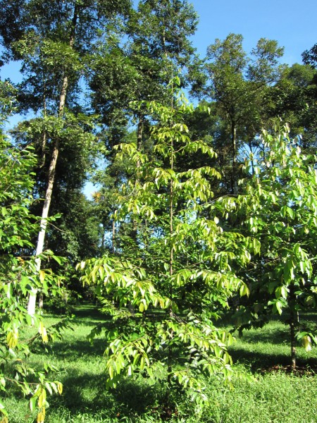 Genus Shorea – Rimbun Dahan