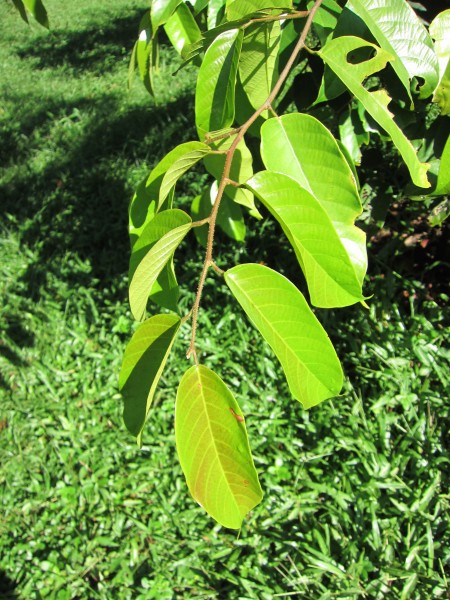 Genus Shorea – Rimbun Dahan