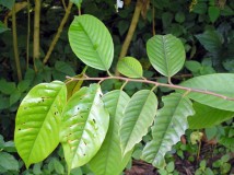 Genus Shorea – Rimbun Dahan