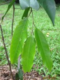 Genus Shorea | Rimbun Dahan