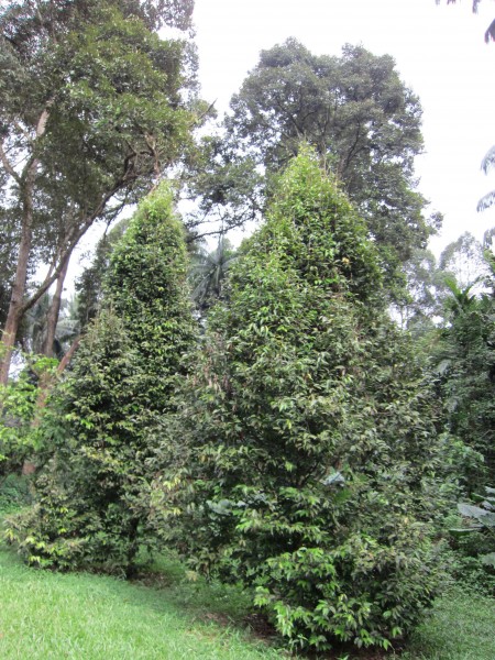 Genus Hopea – Rimbun Dahan