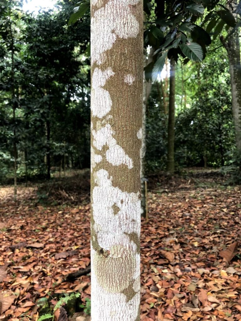 Genus Shorea – Rimbun Dahan