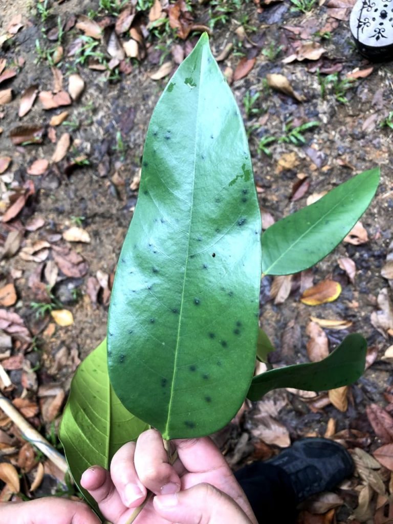 Genus Shorea – Rimbun Dahan
