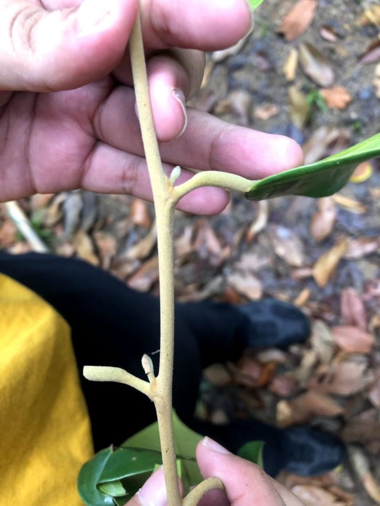 Genus Shorea – Rimbun Dahan