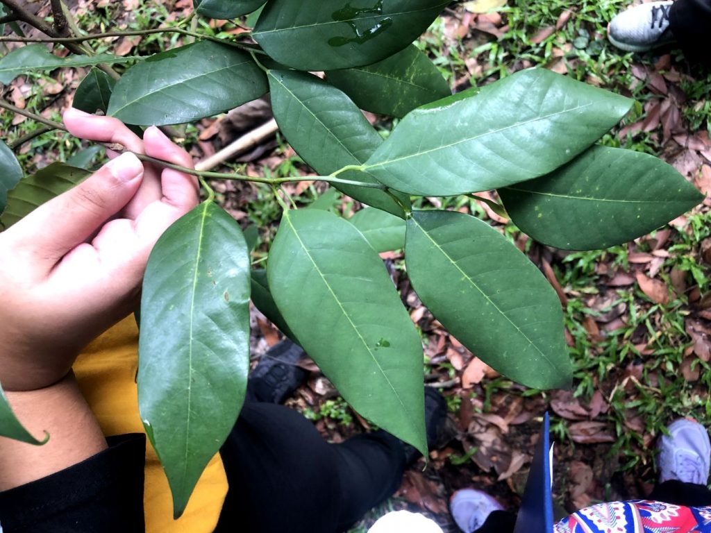 Genus Shorea – Rimbun Dahan
