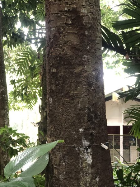 Genus Dipterocarpus | Rimbun Dahan