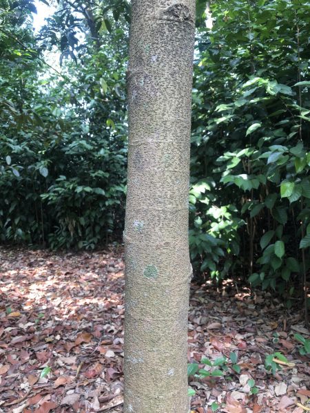 Genus Dipterocarpus | Rimbun Dahan