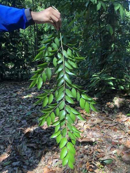 Genus Hopea – Rimbun Dahan