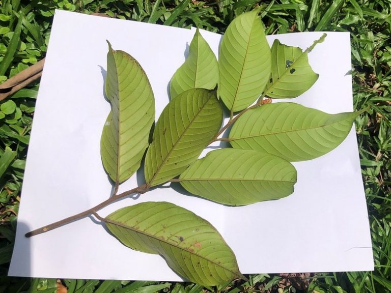 Genus Shorea – Rimbun Dahan