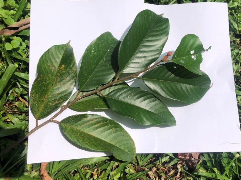 Genus Shorea – Rimbun Dahan