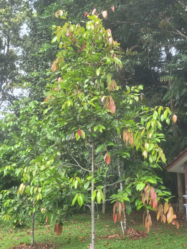 Genus Shorea – Rimbun Dahan