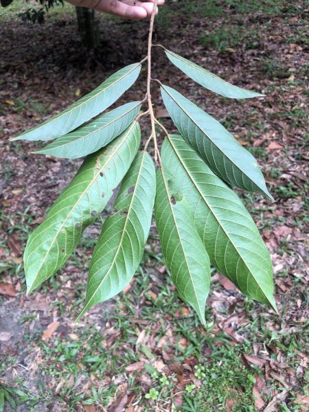 Genus Vatica – Rimbun Dahan